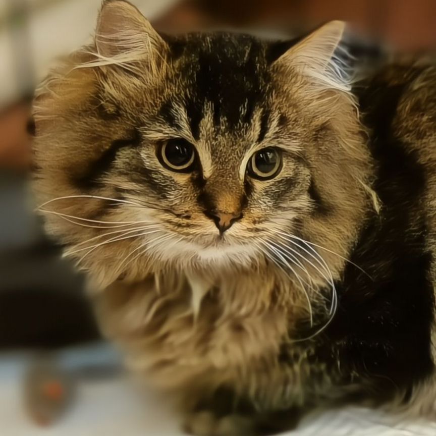 Сибирский котёнок