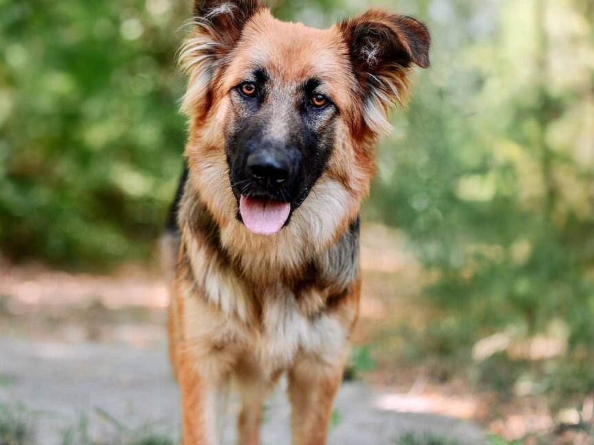 Байкал метис немецкой овчарки в добрые руки в дар