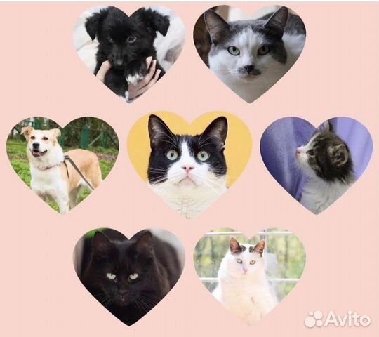 Выставка-пристройство щенок, котенок в дар