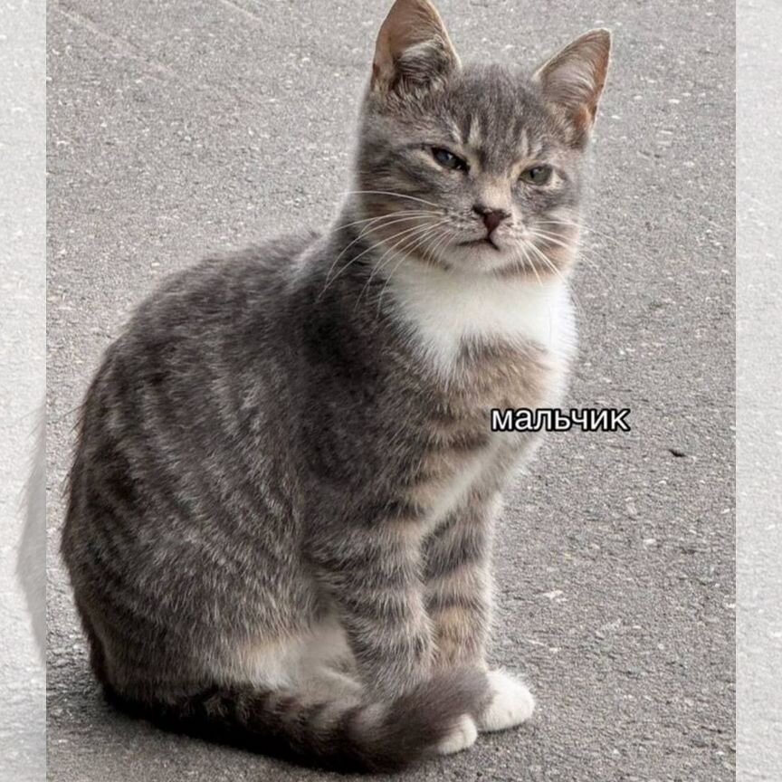 Котята в добрые руки бесплатно