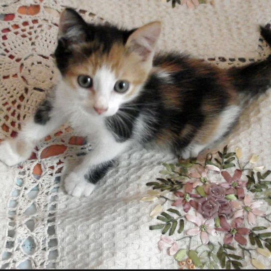 Котенок девочка в добрые руки