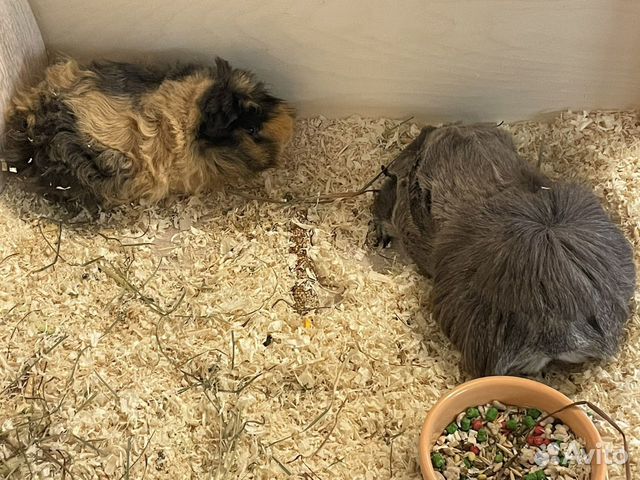 Продаются две свинки девочки