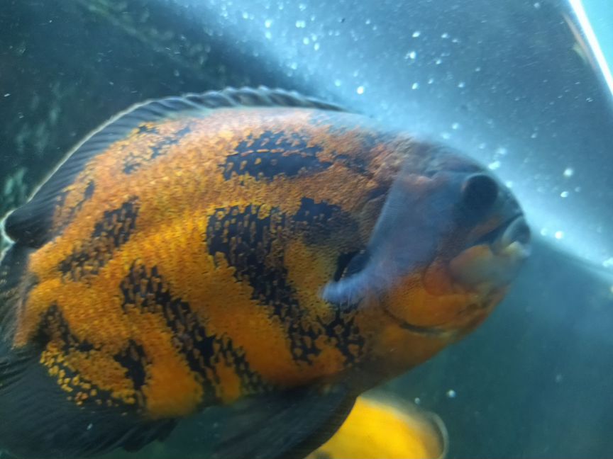 Астронотусы