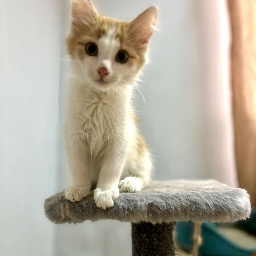 Котята в добрый руки