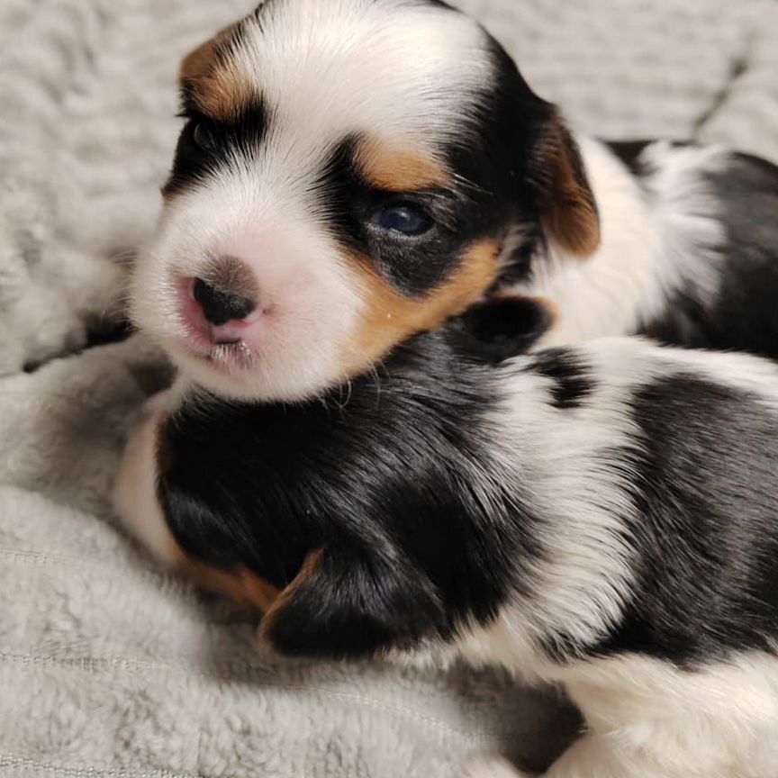 Бивер-йоркширский терьер, щенок