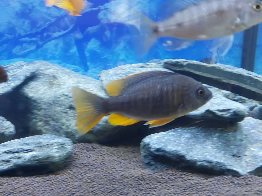 Аквариумные рыбки Копадихромис Каданго