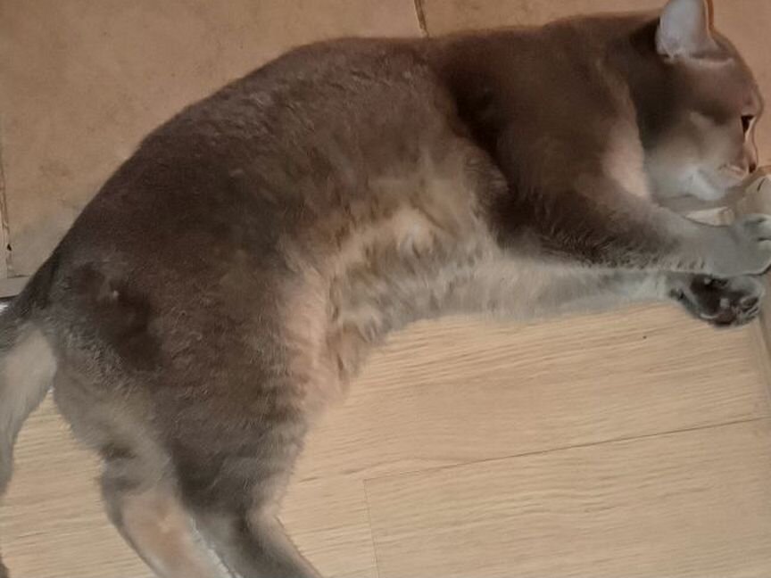 Кот Шотландский серый