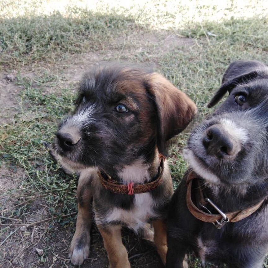 Метис-девочка рыженькая 2 месяца