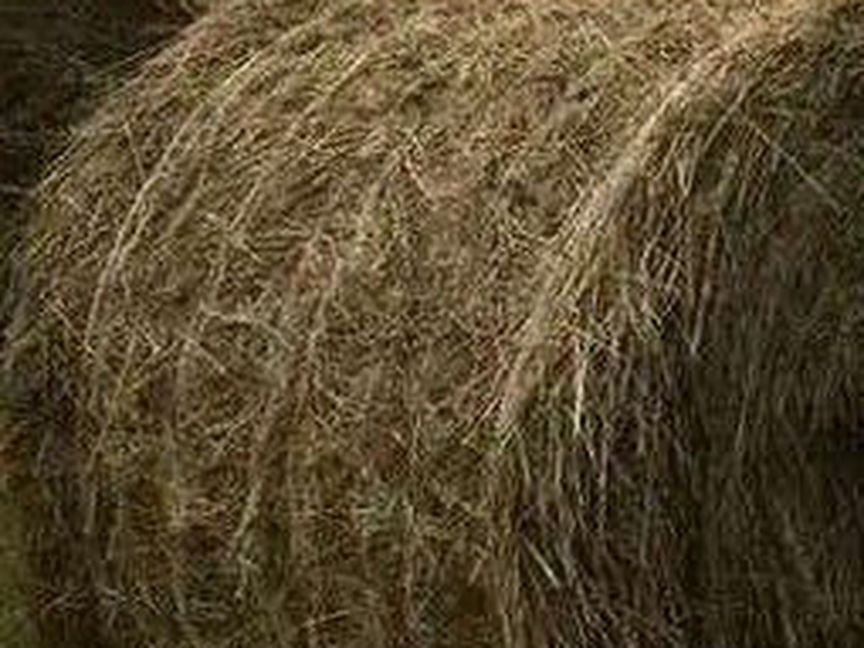 Сено в рулонах