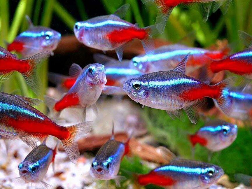 Рыба голубой неон