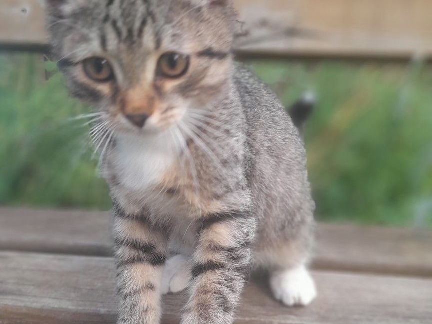 Котенок в добрые руки