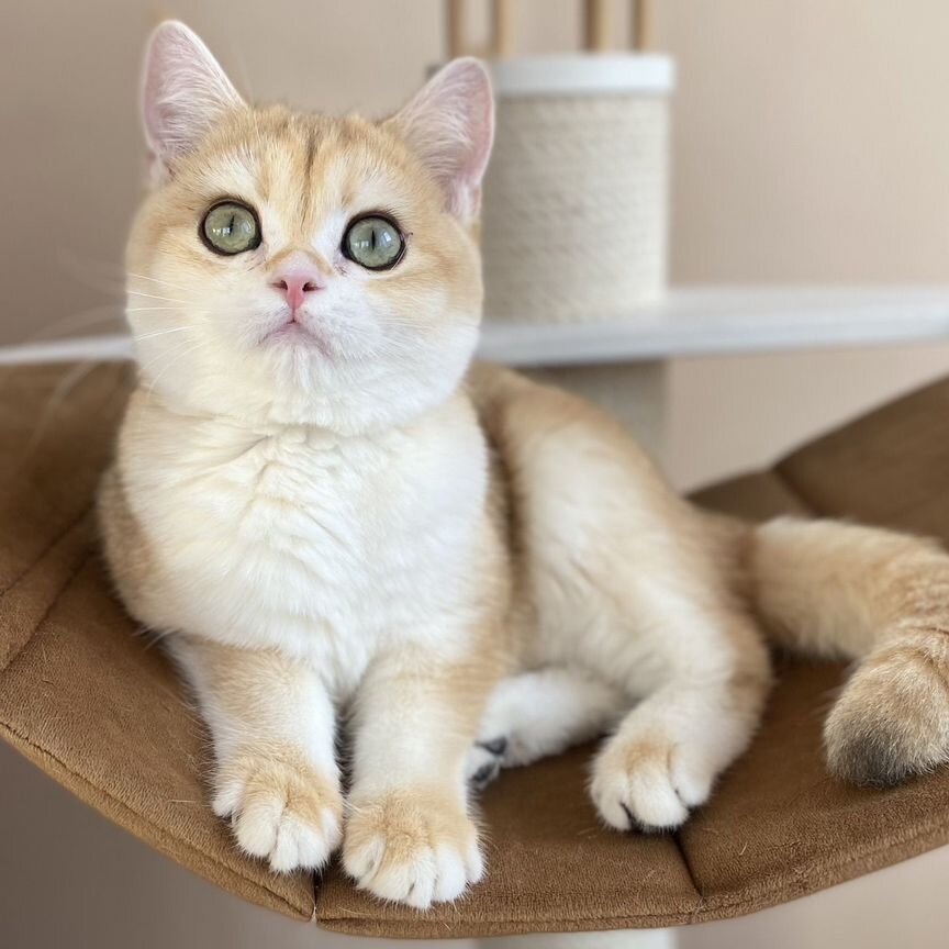 Кошка золотая шиншилла