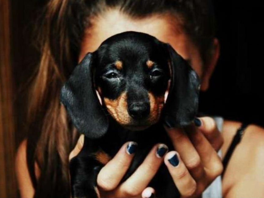 Щенки стандартной таксы