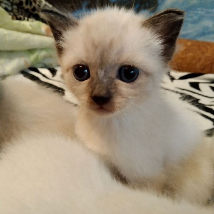 Тайские котята