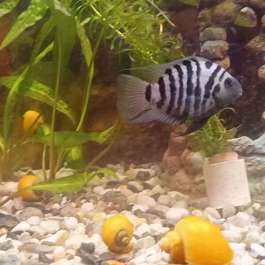 Аквариумные рыбки