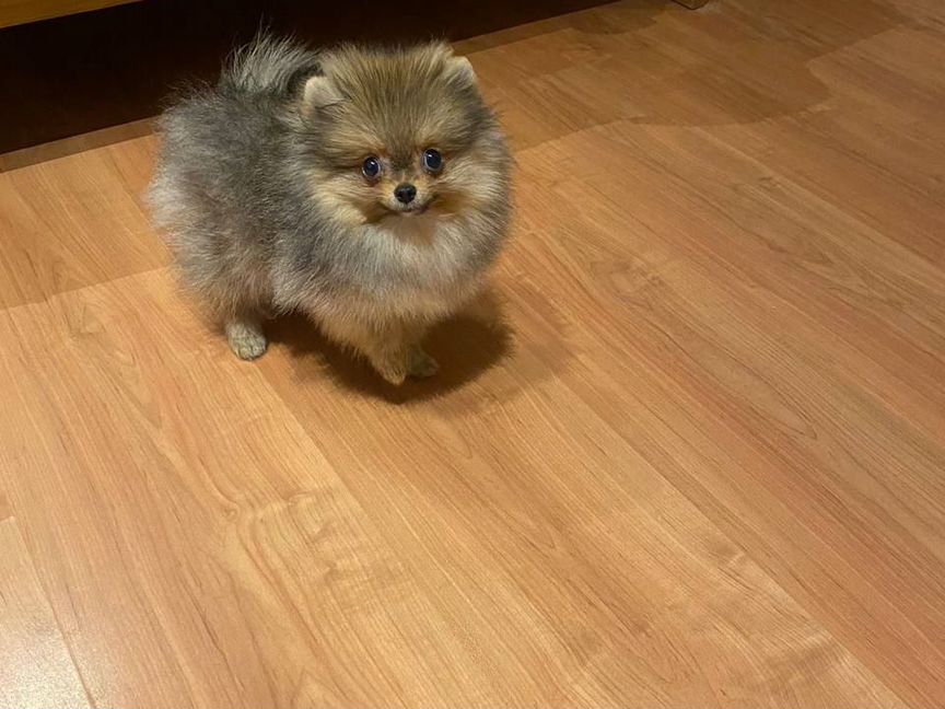 Мини померанский шпиц, девочка, 3 мес