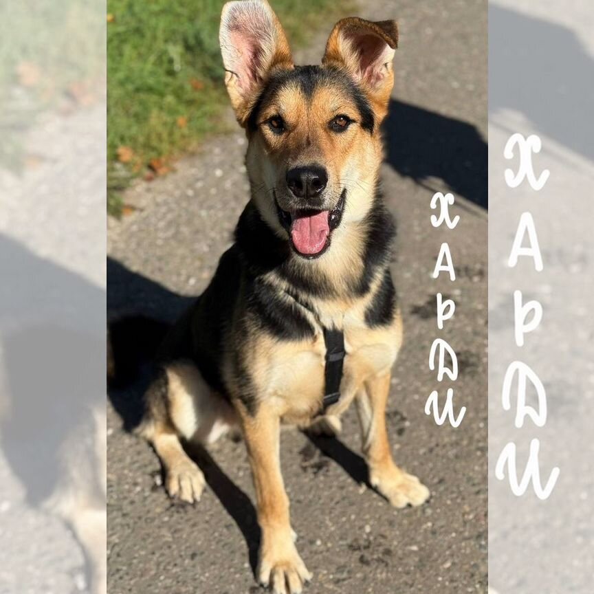 Взрослый пёс в добрые руки