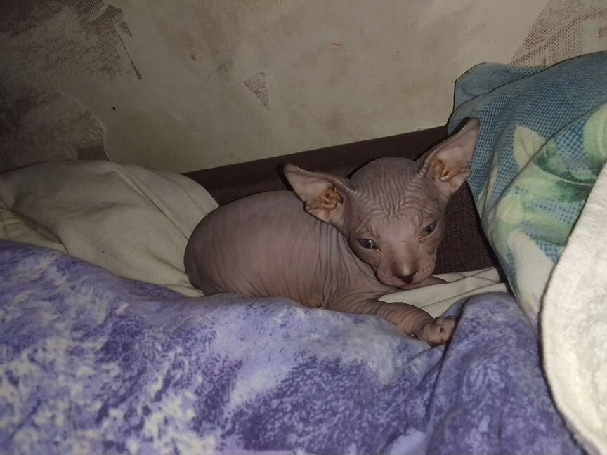 Котята канадского сфинкса