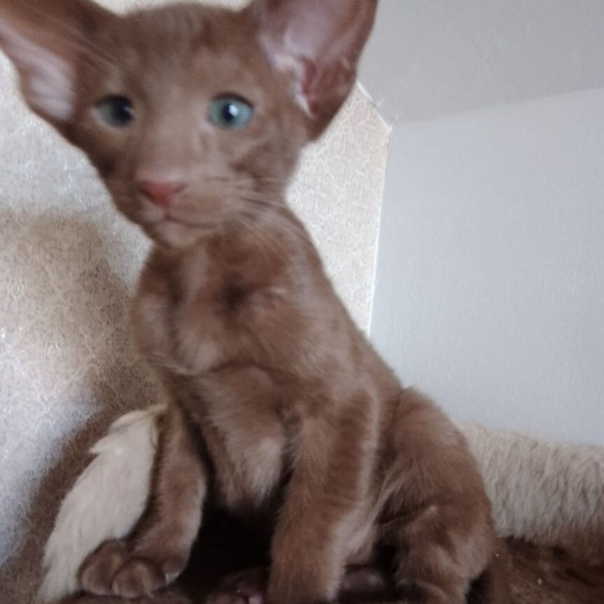 Ориентальные котята