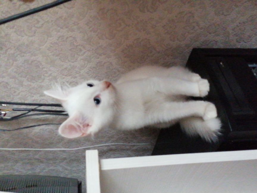 Отдам бесплатно