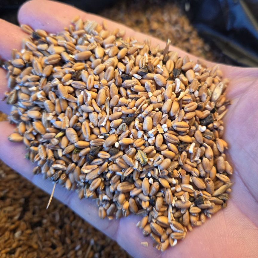 Пшеничные отходы