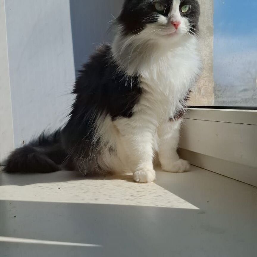 Мурлыка ищет дом