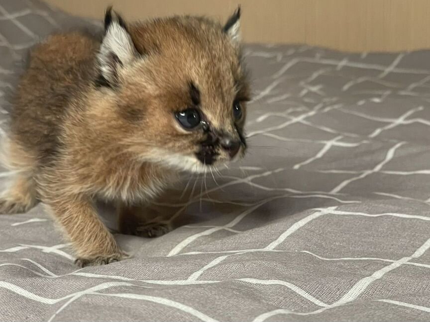 Чудо ребенок