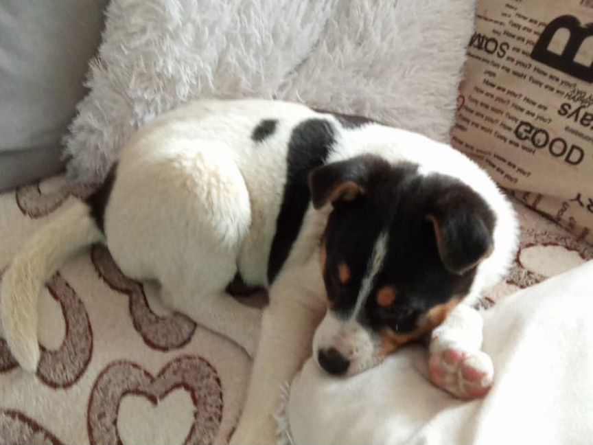 Щенок ищет новый дом