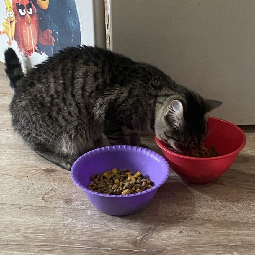 Котёнок в добрые руки