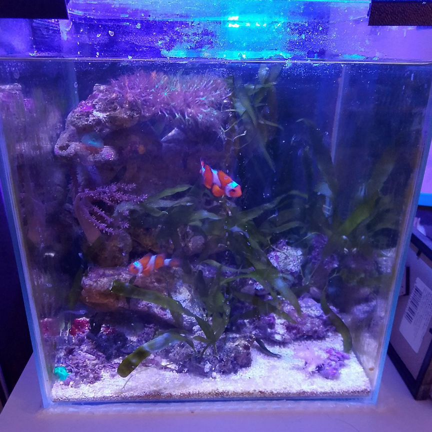 Продам мини морской аквариум
