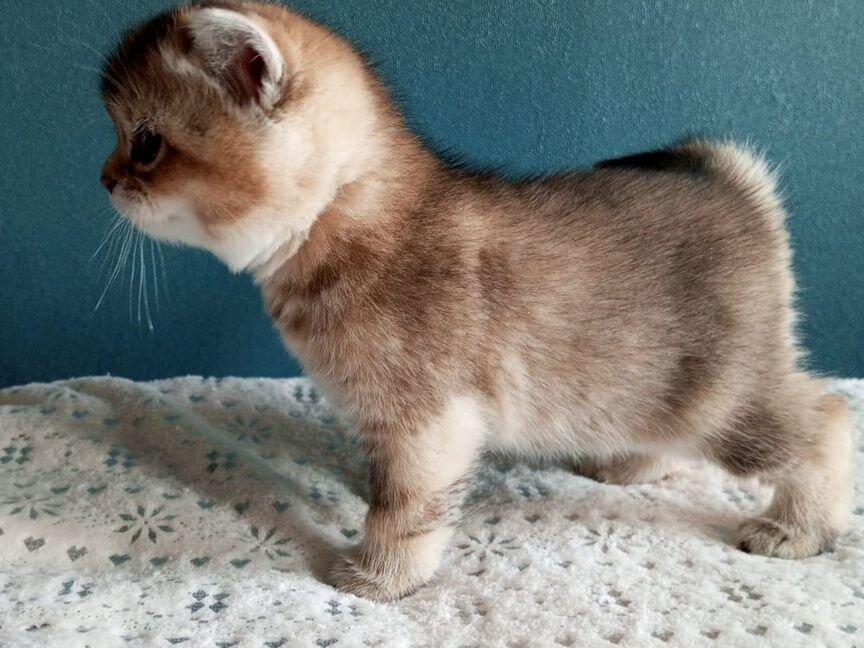 Котята британской золотой шиншиллы