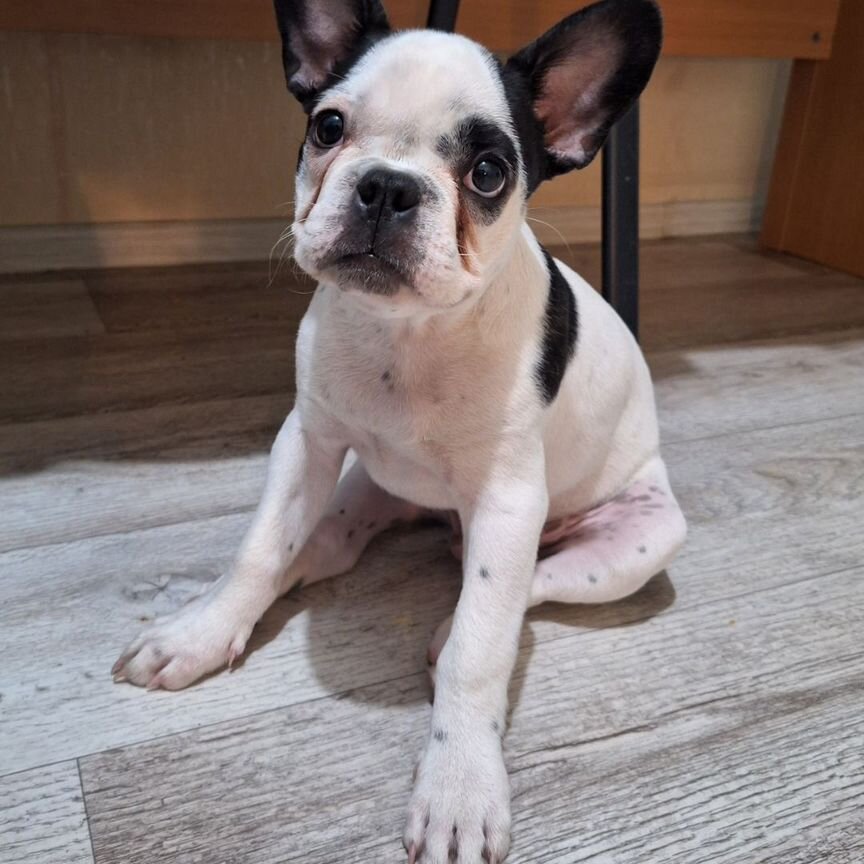 Французский бульдог