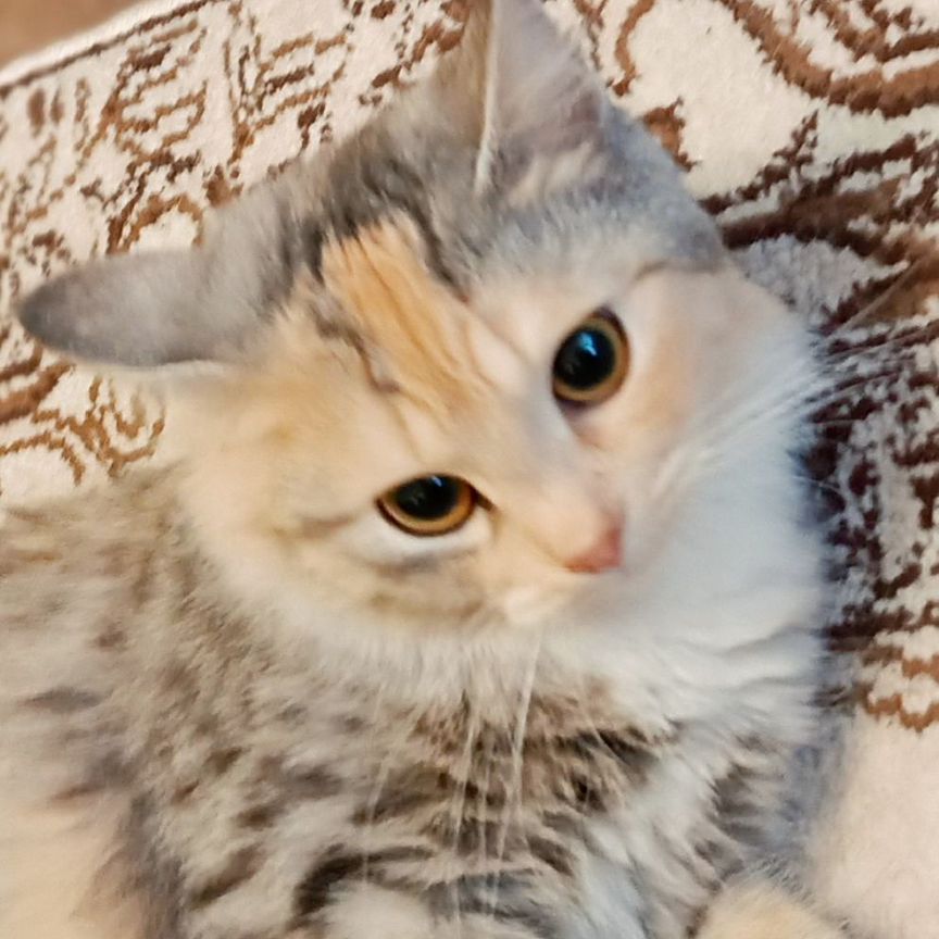 Кошечка красавица