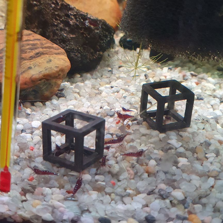 Аквариумные креветки