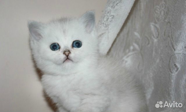 Серебристые малыши Челси и Ченнинг