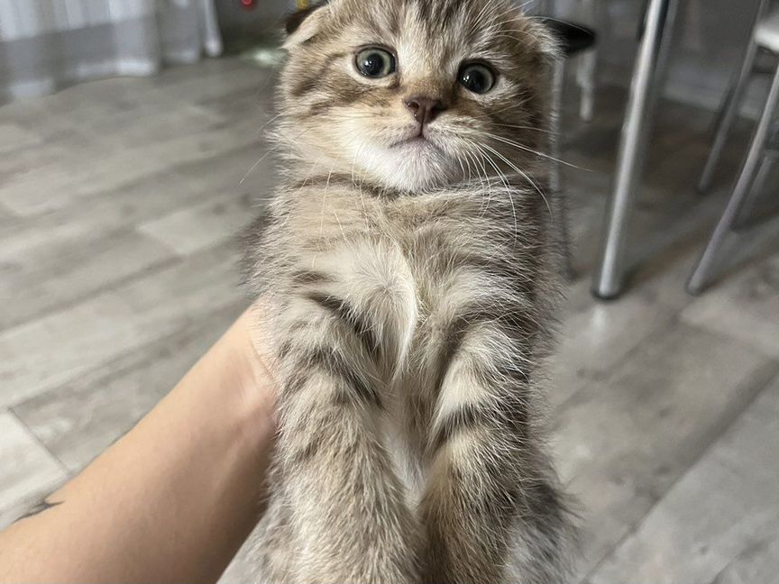 Шотландский котенок вислоухий