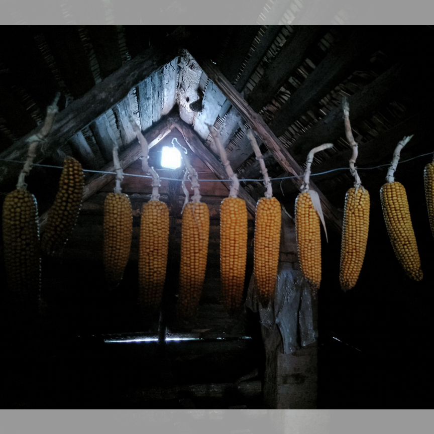 Сухие початки кукурузы