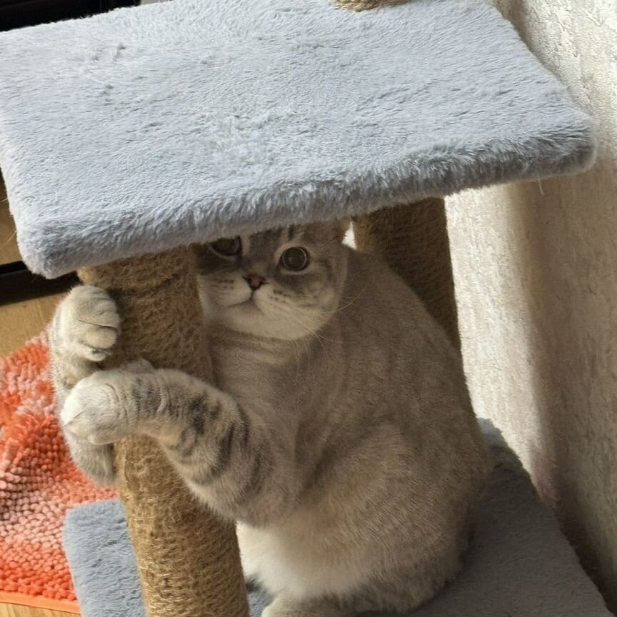 Шотландская вислоухая