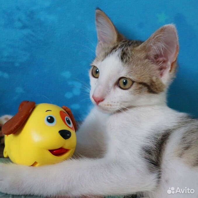 Ласковый котенок по имени Бублик, 3,5 месяца