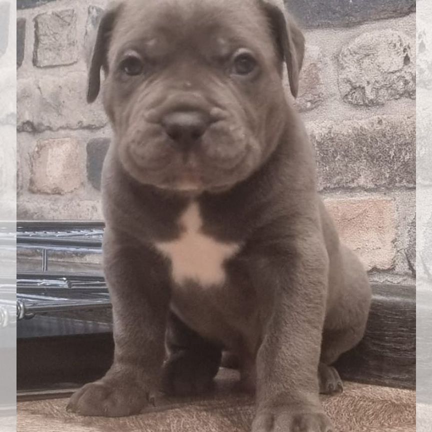 Кане корсо щенки