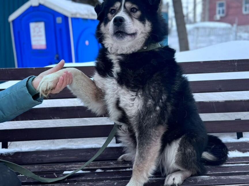 Пес из приюта