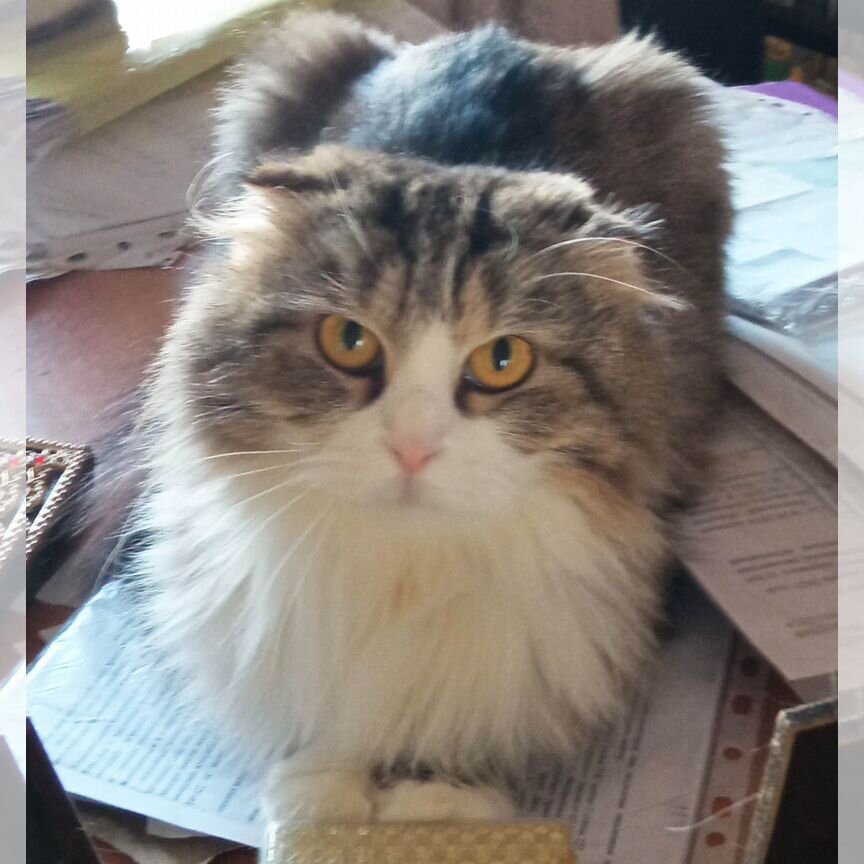 Кошка в добрые руки