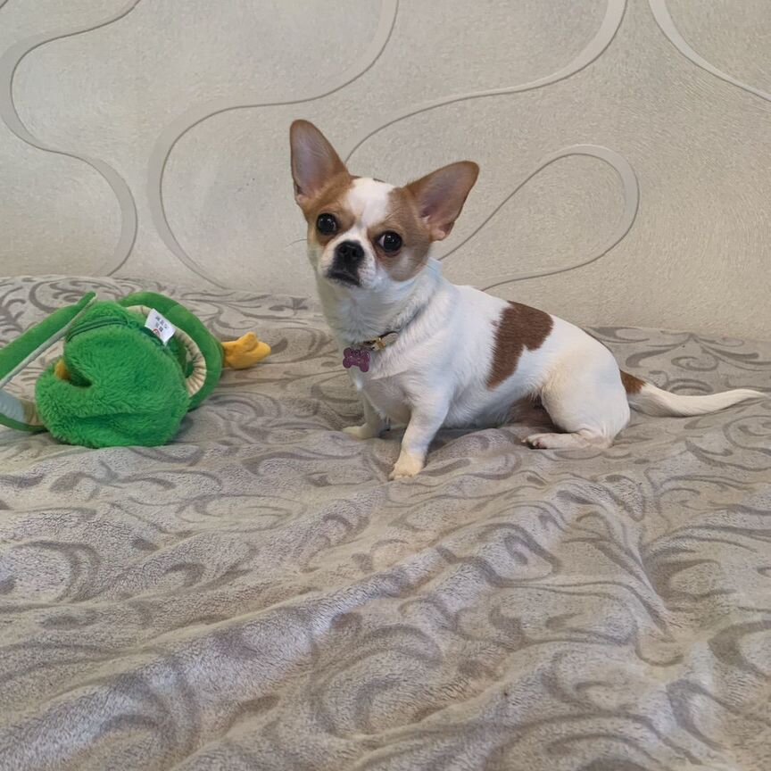 Чихуахуа в добрые руки