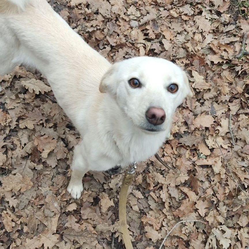 Собачка 4 года, в добрые руки