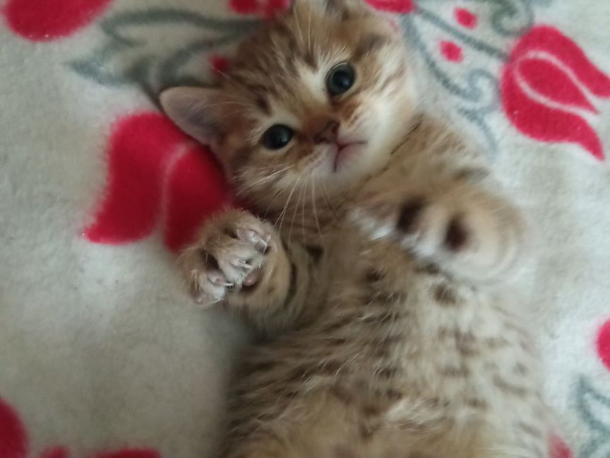 Золотой малыш