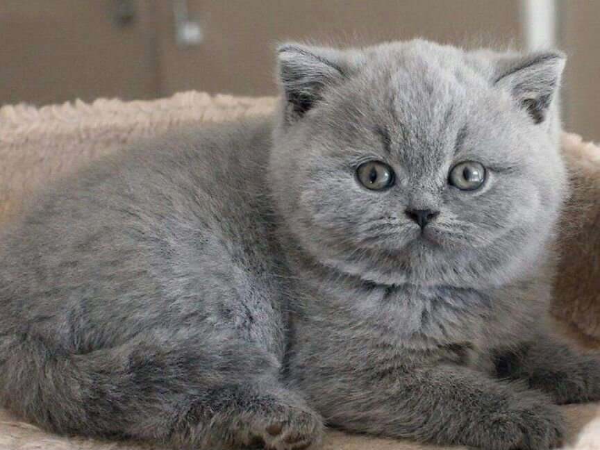 Британские котята