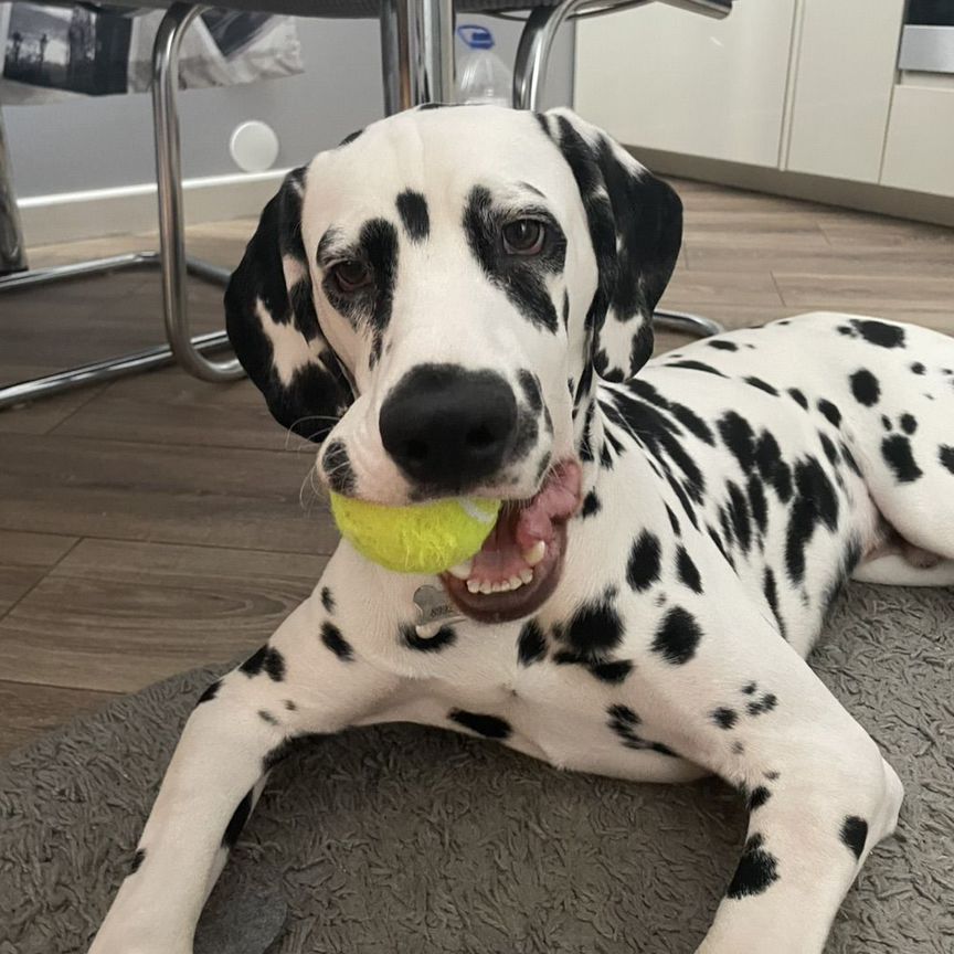 Далматин, щенок