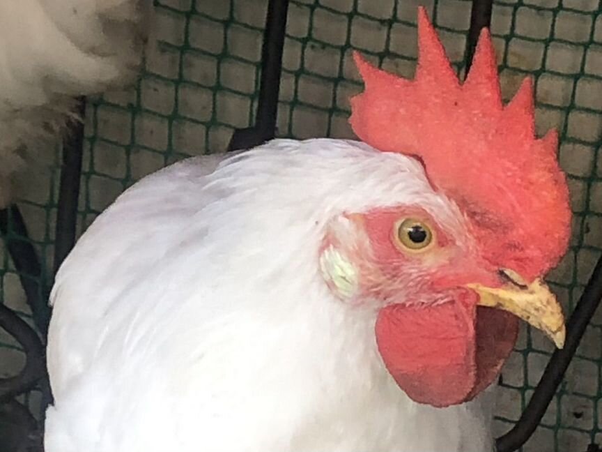 Молодые петухи