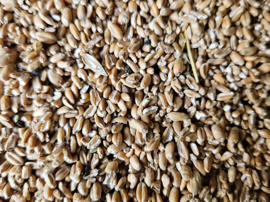 Отходы пшеницы