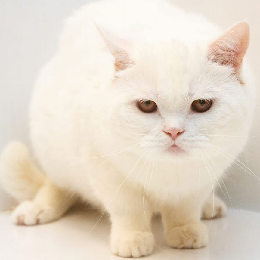 Британский белый кот